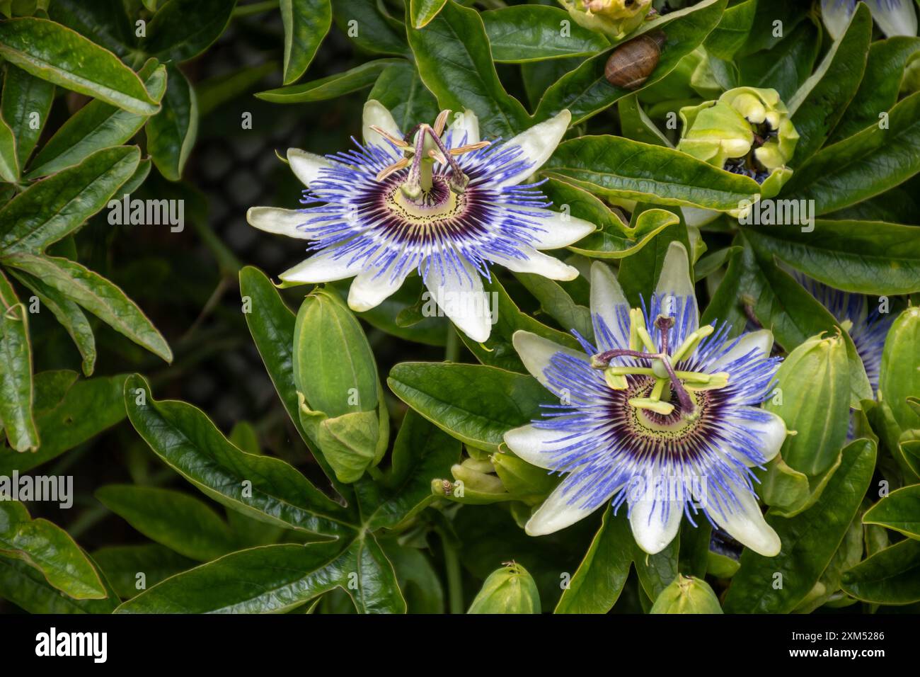 Botanical collection, beatiful flowers of passiflora plant with edible ...