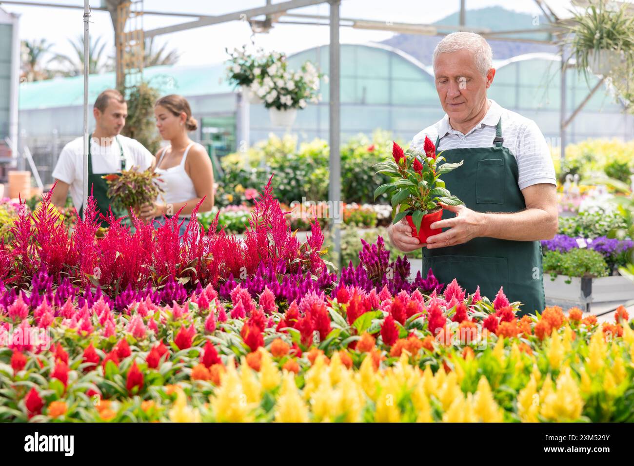 Mature male employee of garden shopping center inspects product, pot ...