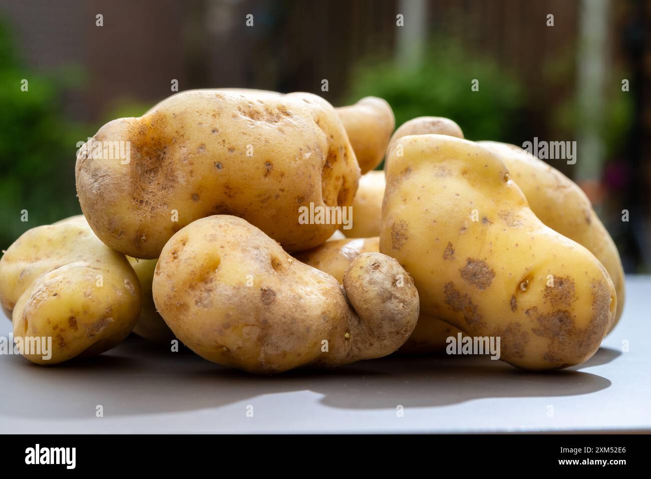 Ratte potato, La Ratte, La Reine Ratte du Touquet, or Asparges small ...