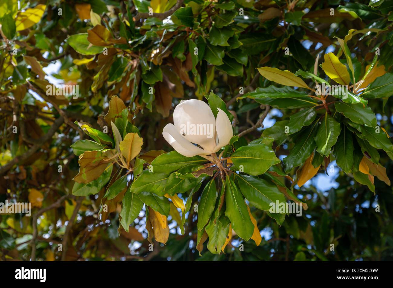 White scented blossom of tropical magnolia grandiflora evergreen tree ...