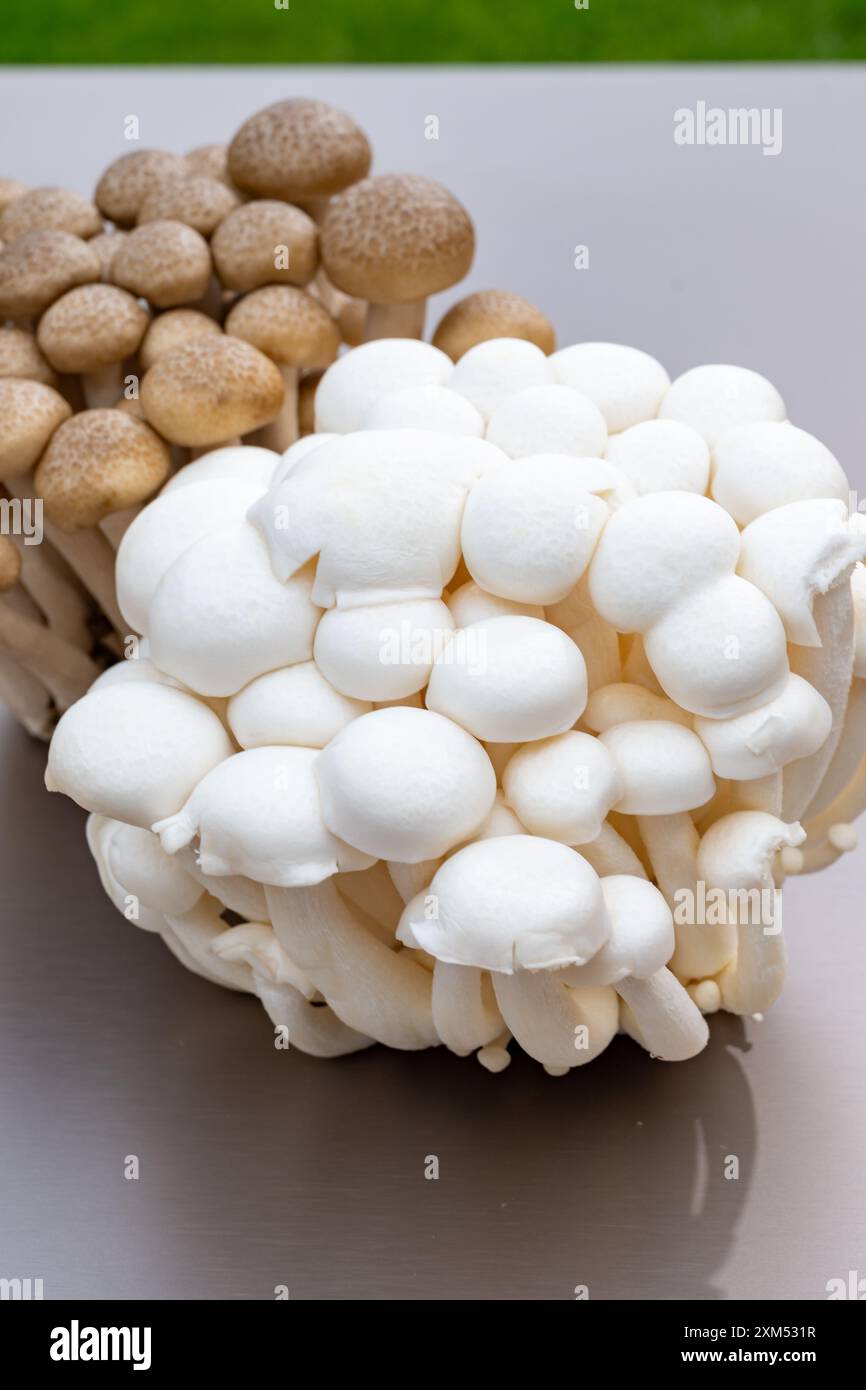 White and brown shimeji edible mushrooms native to East Asia, buna ...