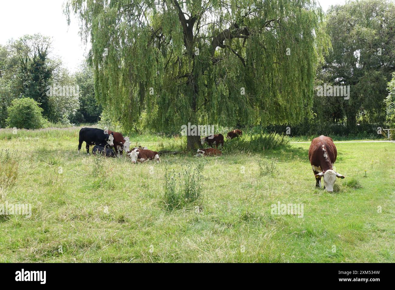 Cows of Cambridge - cattle on Sheep's Green, Cambridge, UK Stock Photo ...