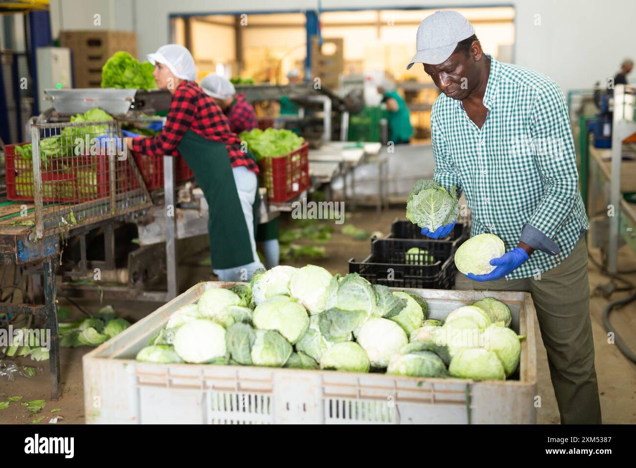 Man sorting cabbage in vegetable factory Stock Photo - Alamy