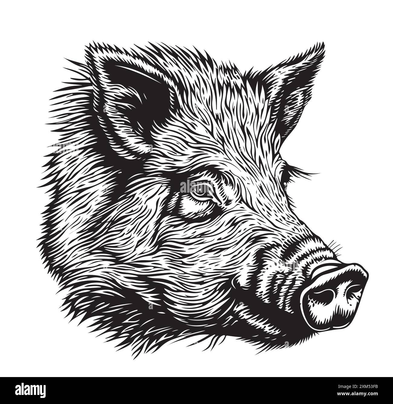 Boar hunting illustration hi-res stock photography and images - Alamy