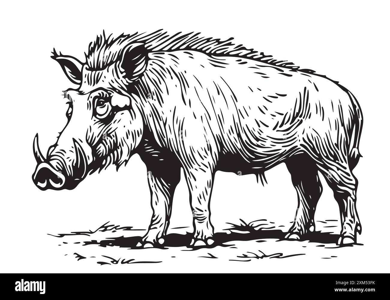 Warthog illustration hi-res stock photography and images - Alamy