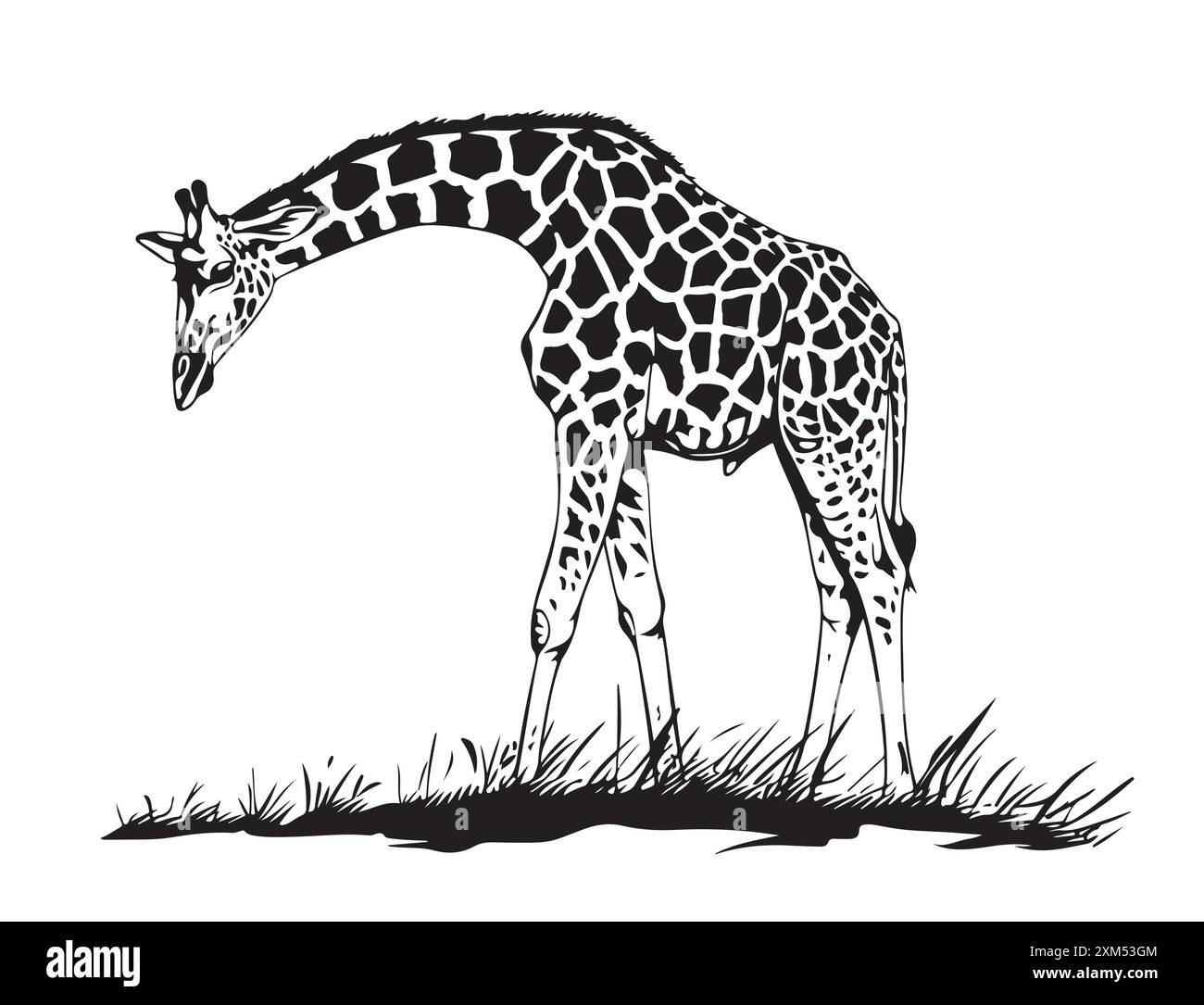 Beautiful hand drawn illustration portrait of giraffe. Sketch style ...