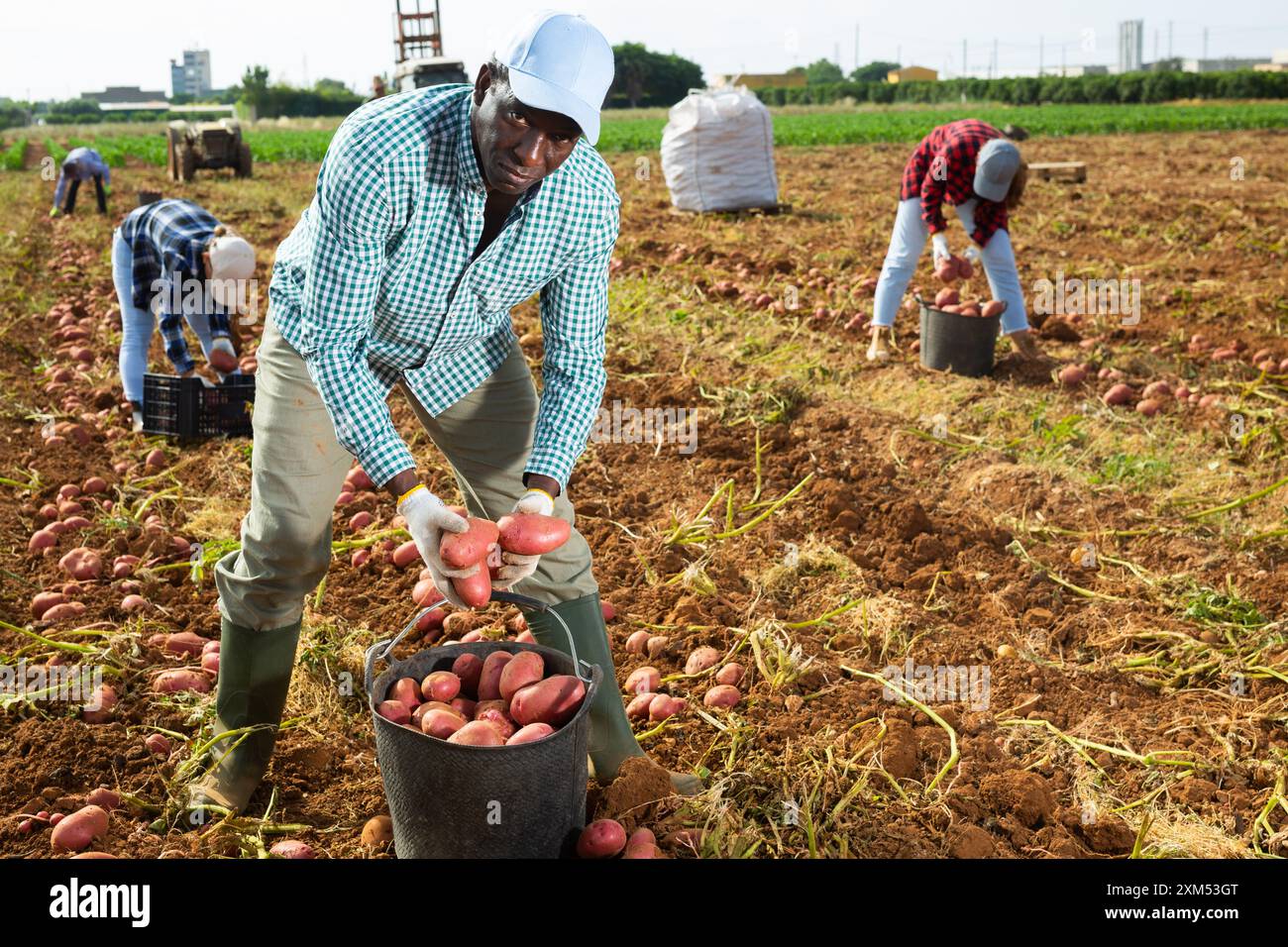 Potato picking farm worker hi-res stock photography and images - Alamy