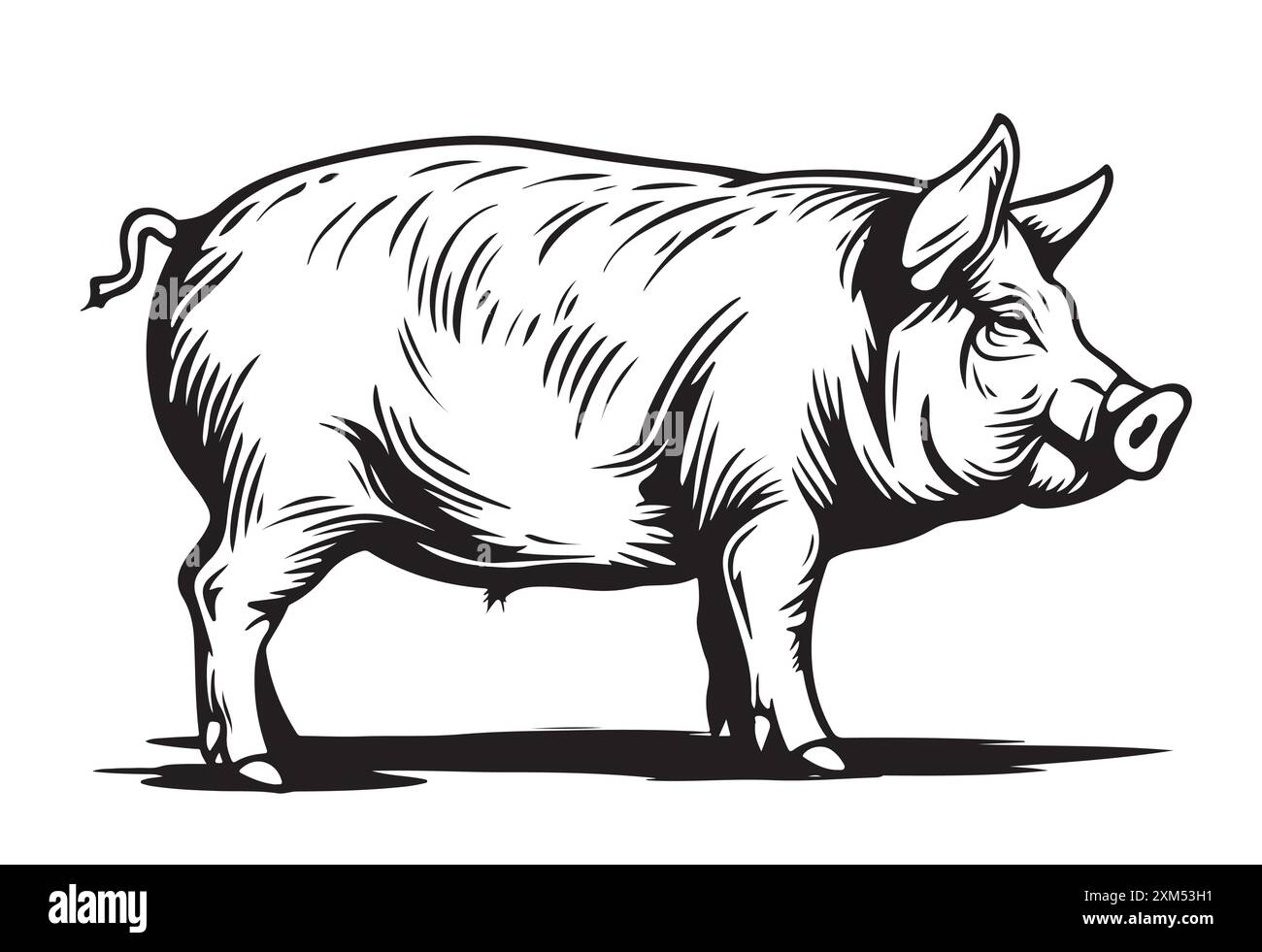 Sketch of a pig. Vector vintage illustration hand drawn large fat pig ...