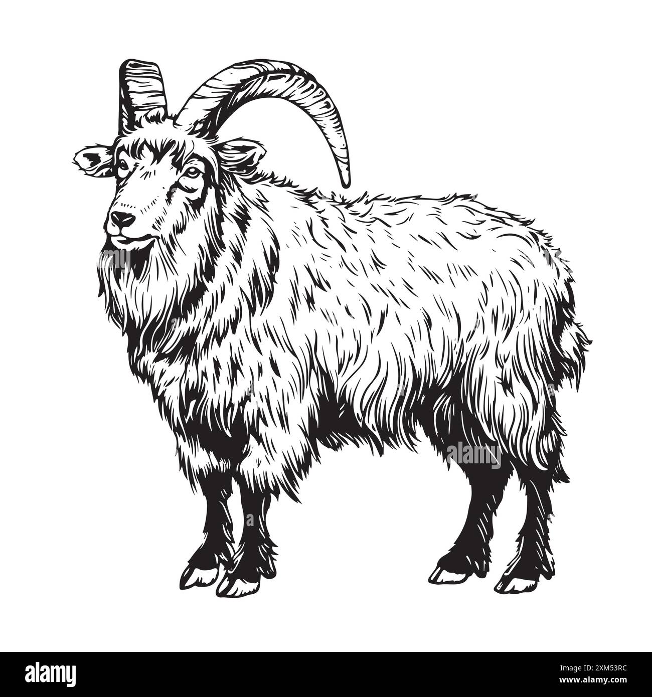 Goat mountain animal hand drawn engraving sketch Vector illustration Stock Vector Image & Art ...