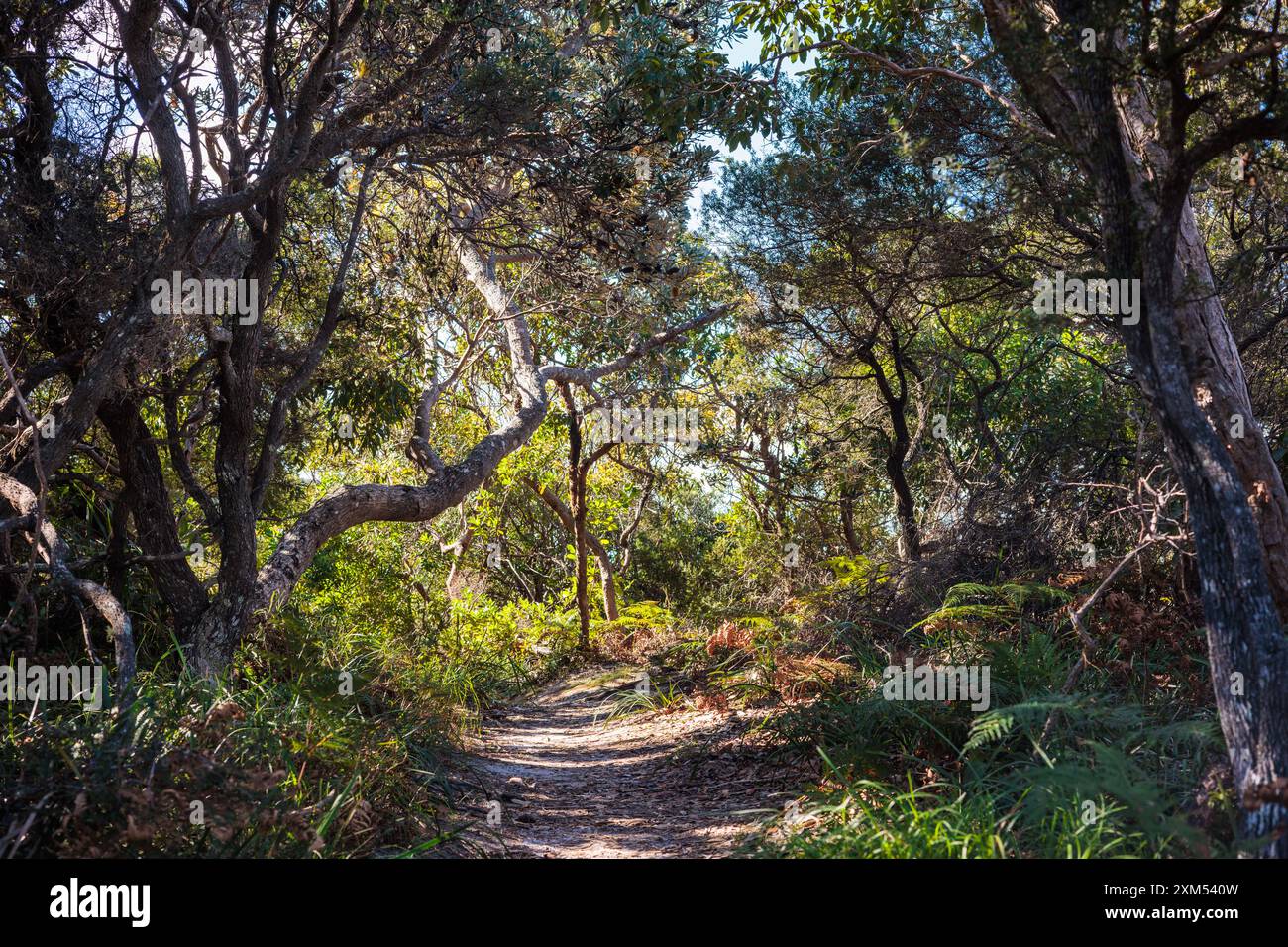 Tree-lined path to the beach in Arakwal National Park, Byron Bay, New ...