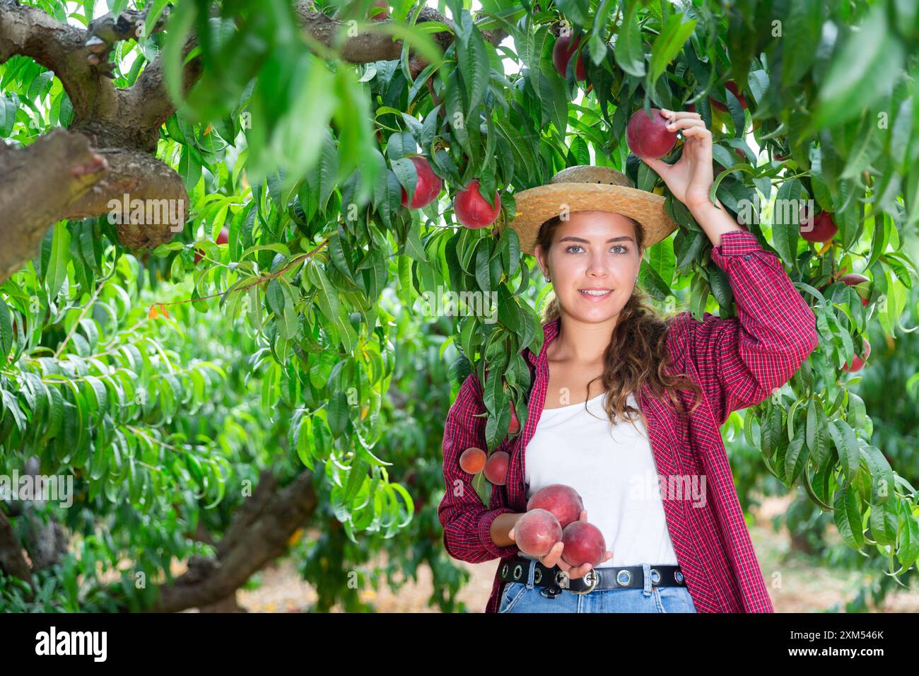 Girl working in peach plantation Stock Photo - Alamy
