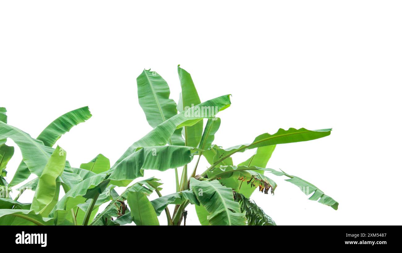 Cut out of banana tree and leaves with clipping path on white ...