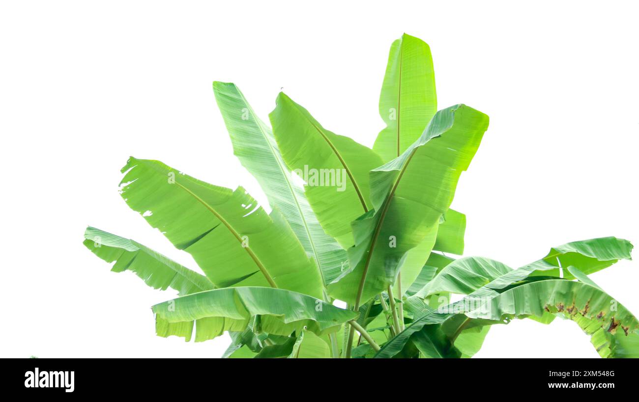 Cut out of banana tree and leaves with clipping path on white ...