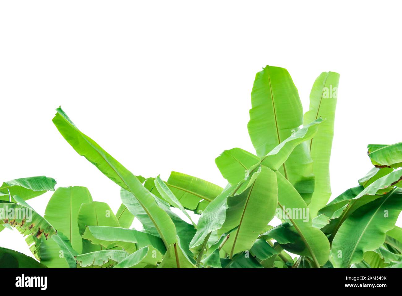 Cut out of banana tree and leaves with clipping path on white ...