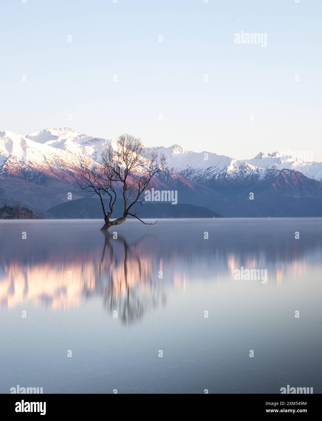 the famous Wanaka tree Stock Photo - Alamy