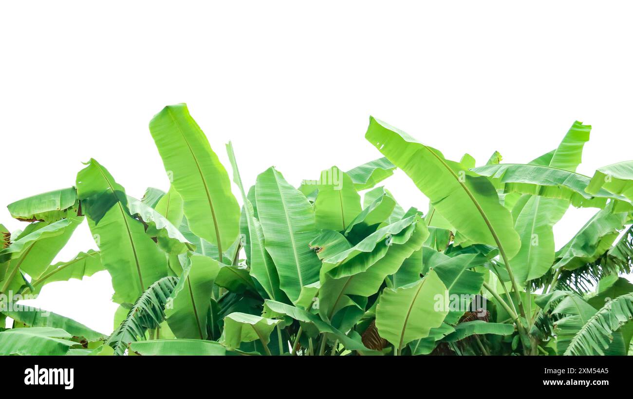 Cut out of banana tree and leaves with clipping path on white ...
