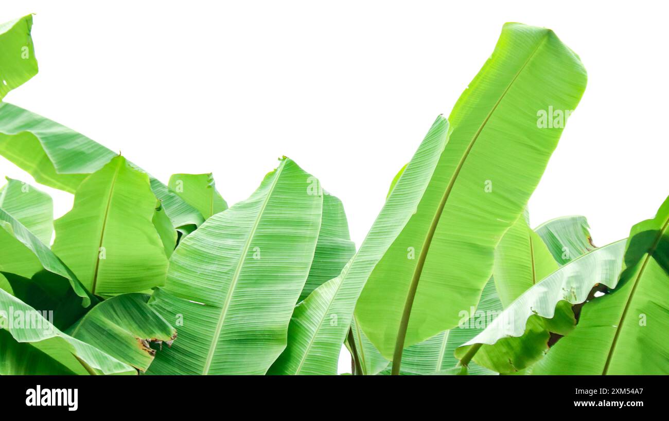 Cut out of banana tree and leaves with clipping path on white ...