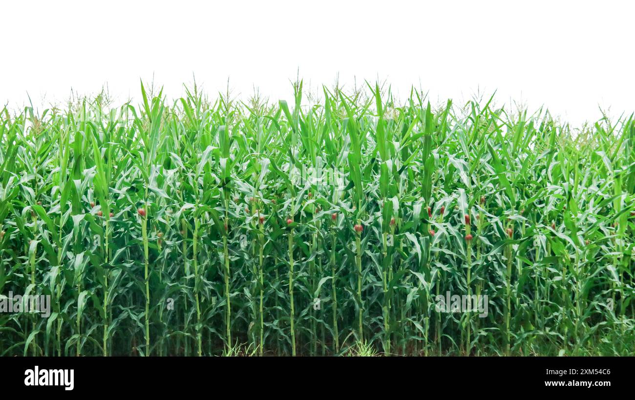 Image of a corn plant with detailed clipping paths on a white ...