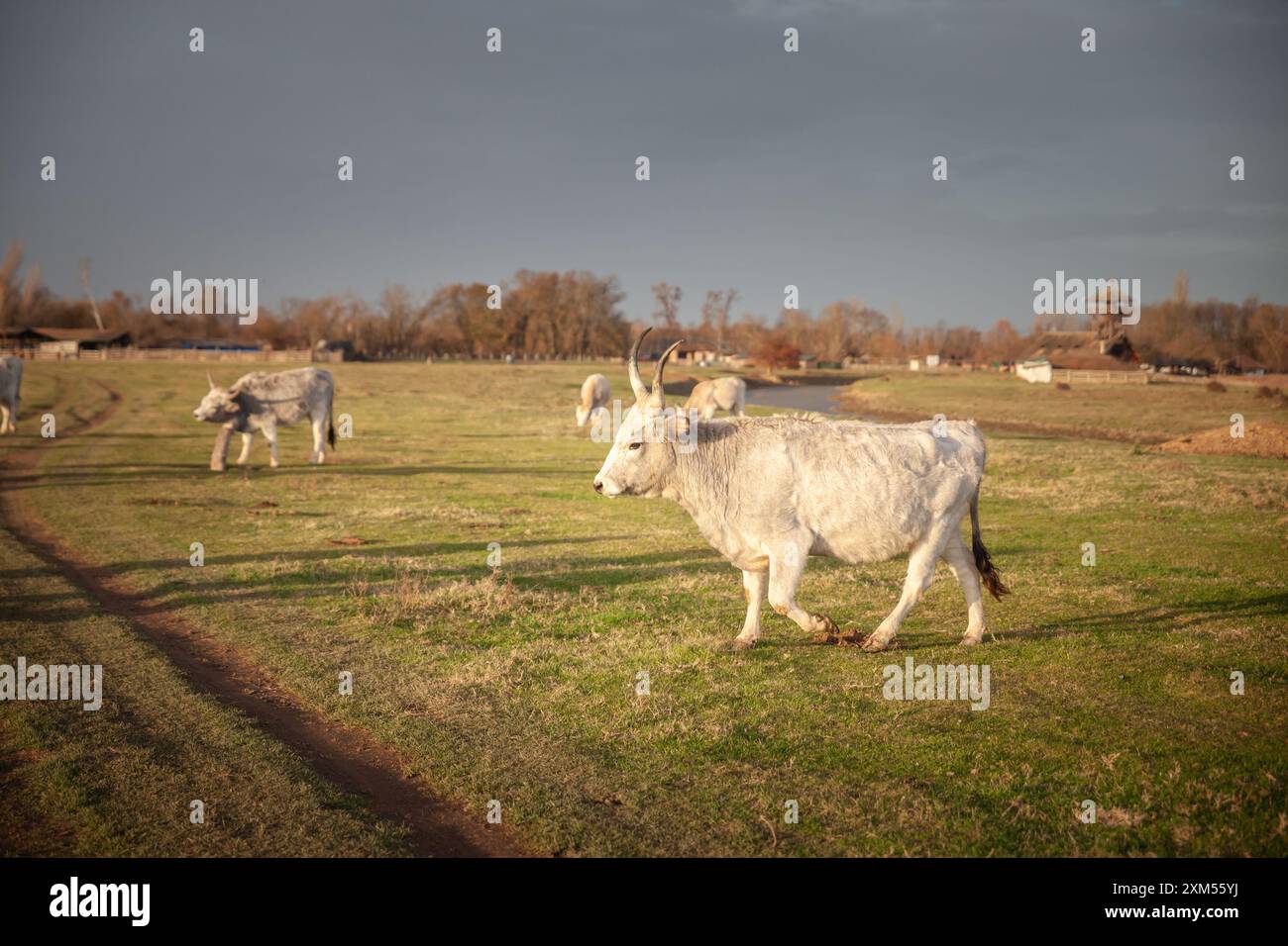 White podolian cow hi-res stock photography and images - Alamy