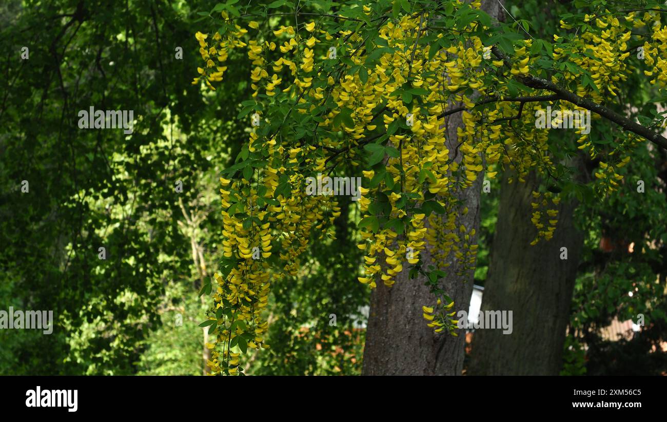 beautiful botanical shot, natural wallpaper (Golden chain tree Stock ...