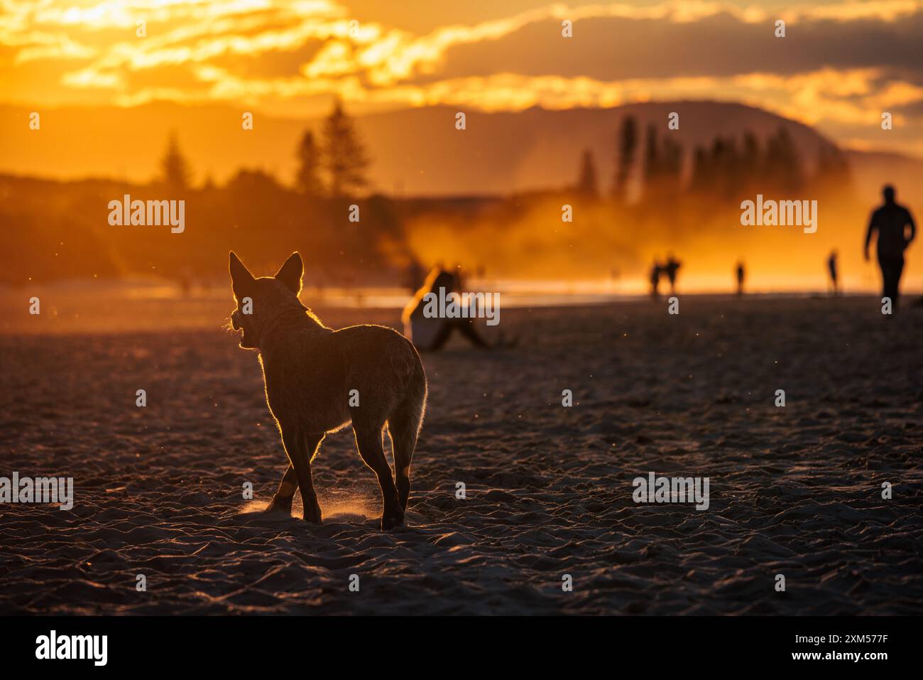 Dog and beachgoers silhouetted on the beach at sunset in Byron Bay, New ...
