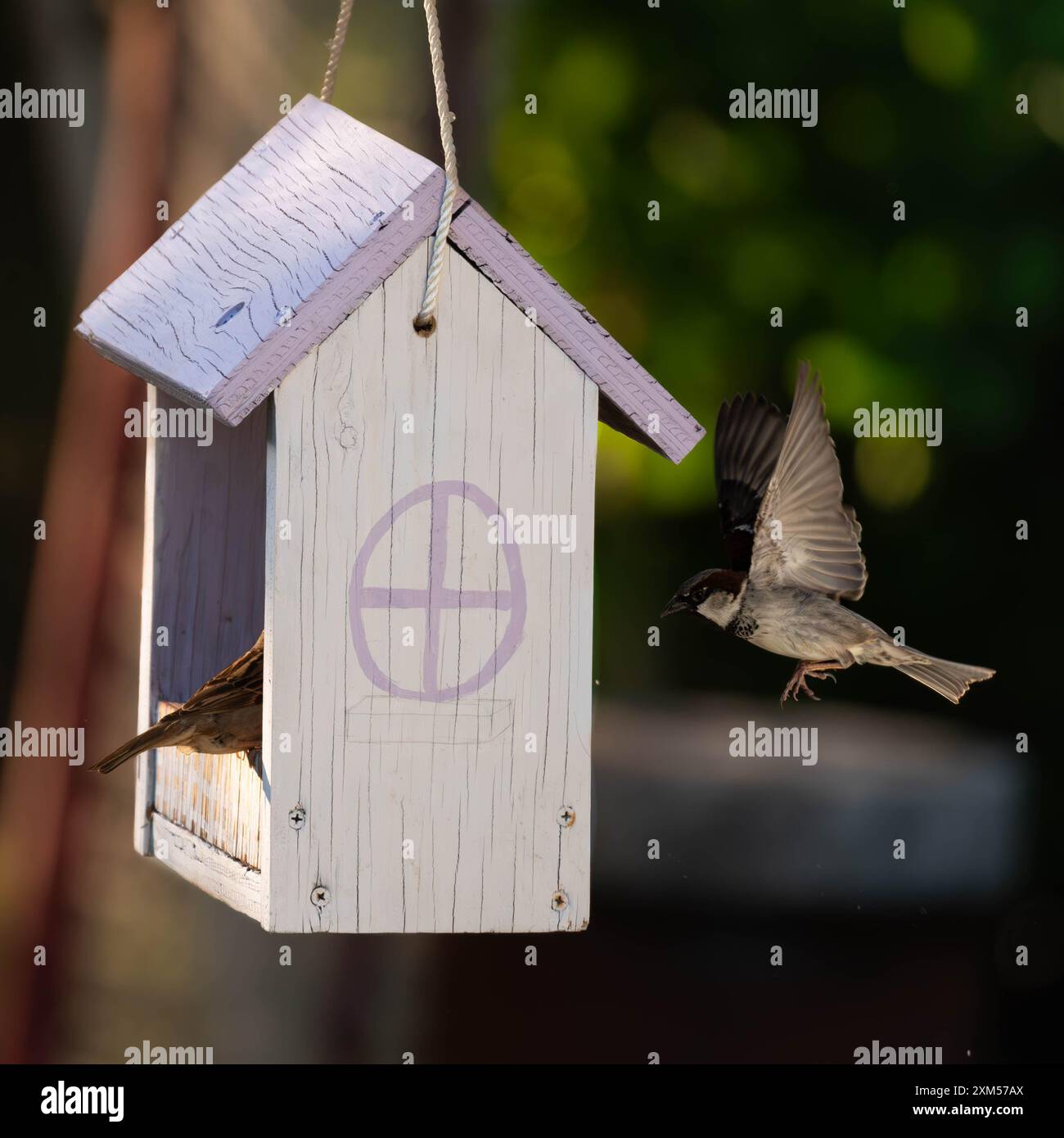 Songbird flying house hi-res stock photography and images - Alamy