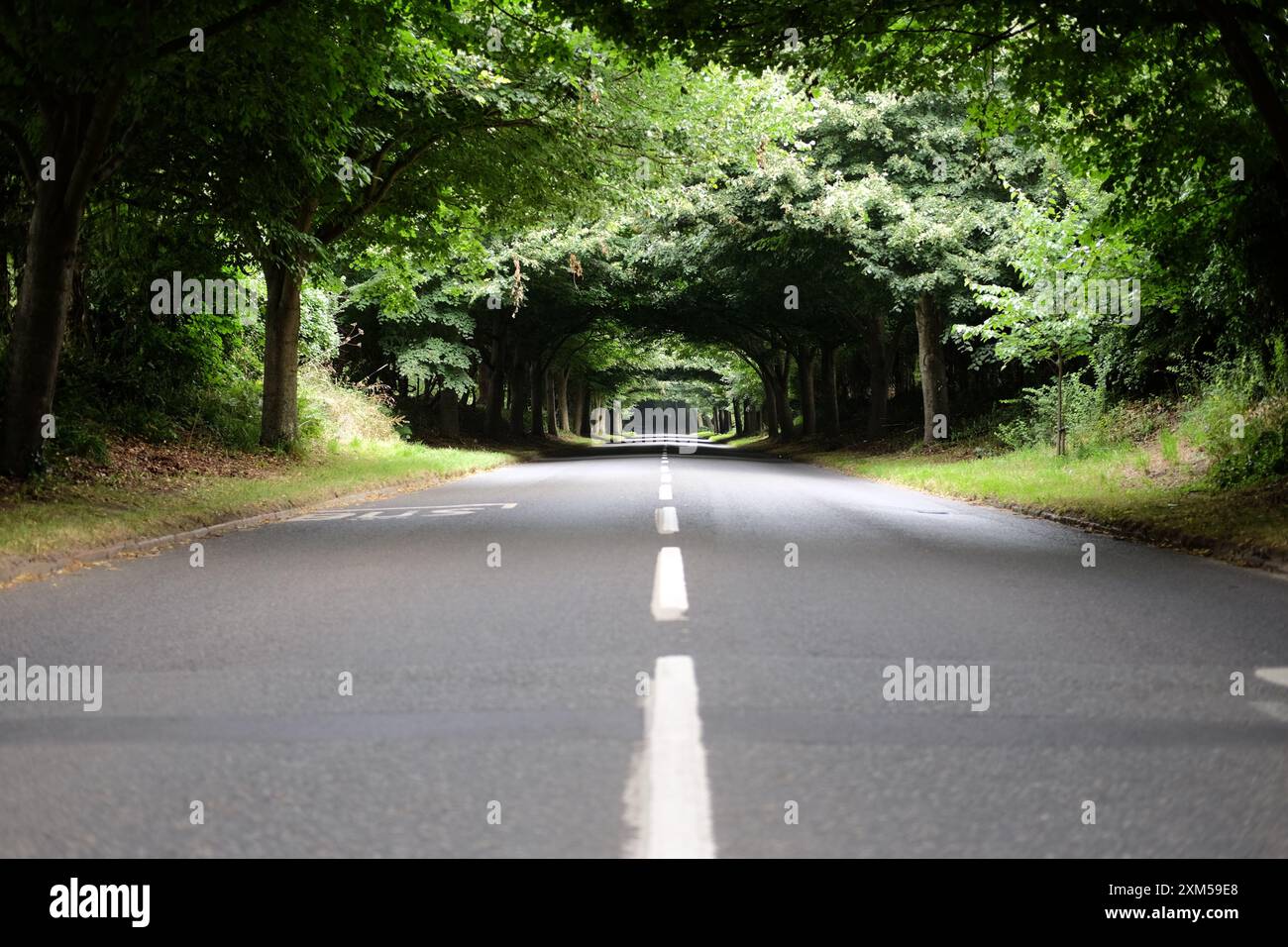 Long deserted country road covered by a tunnel of tree branches Stock ...