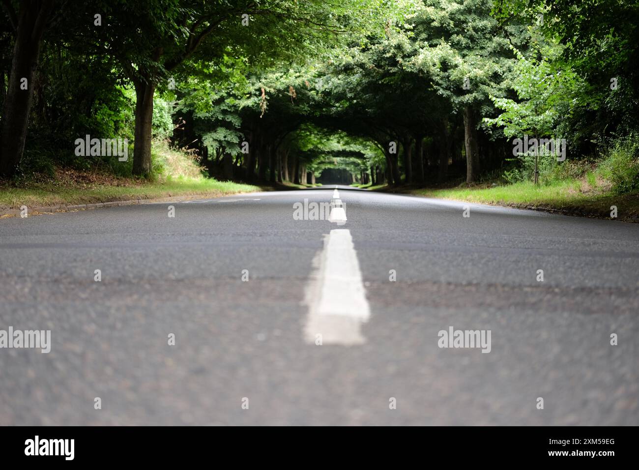 Long deserted country road covered by a tunnel of tree branches Stock ...