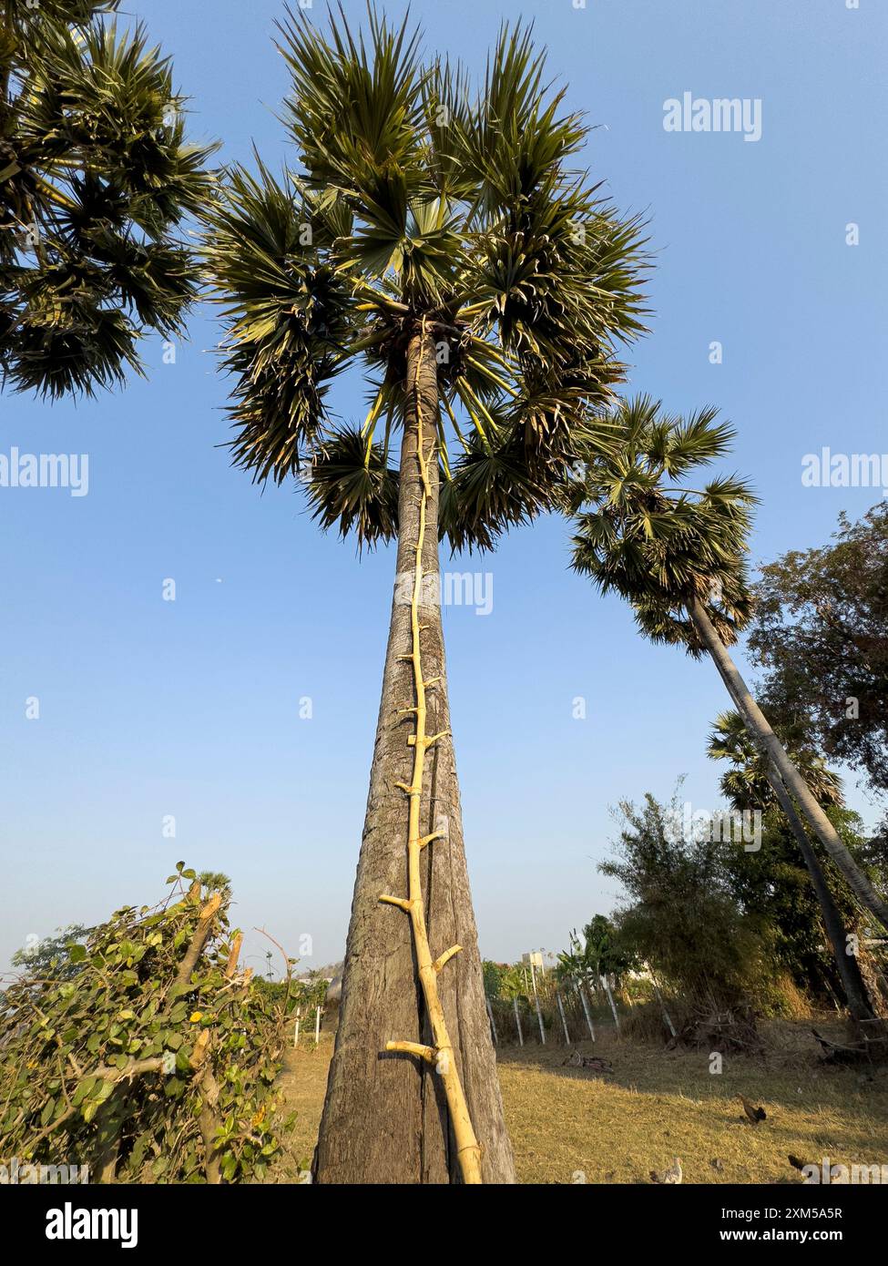 Manmade ladder used for the harvesting of palm milk, Cambodia Stock ...