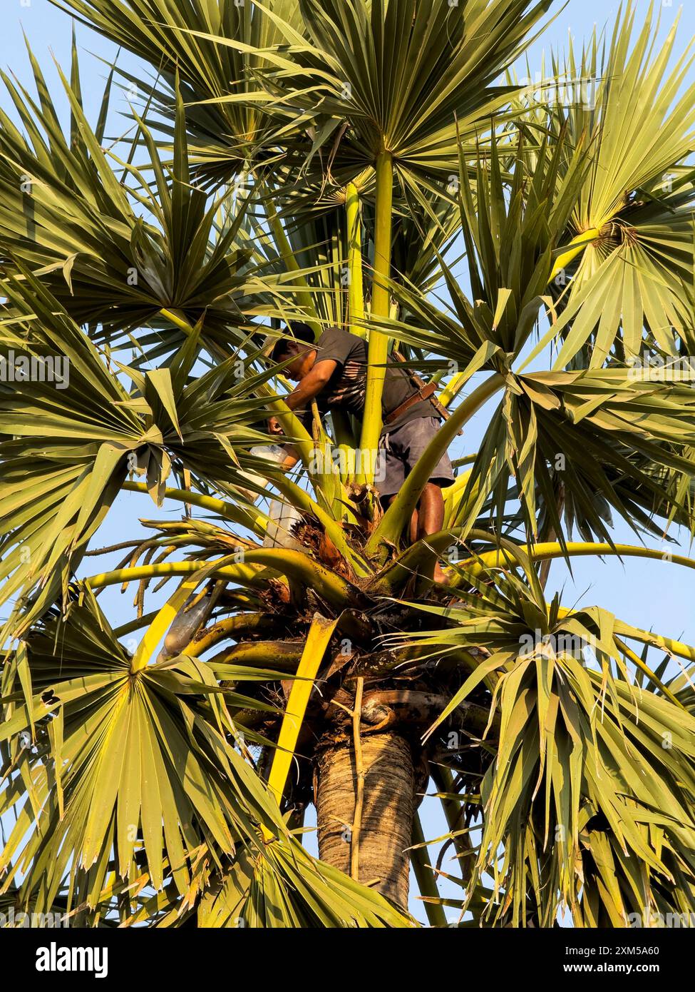 Man climbing a palm tree to harvest palm milk, Cambodia Stock Photo - Alamy