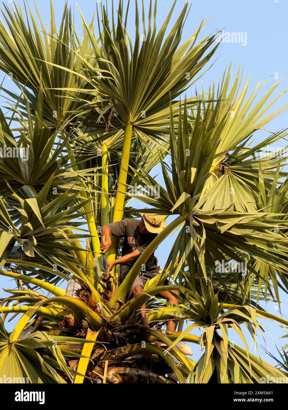 Man climbing a palm tree to harvest palm milk, Cambodia Stock Photo - Alamy