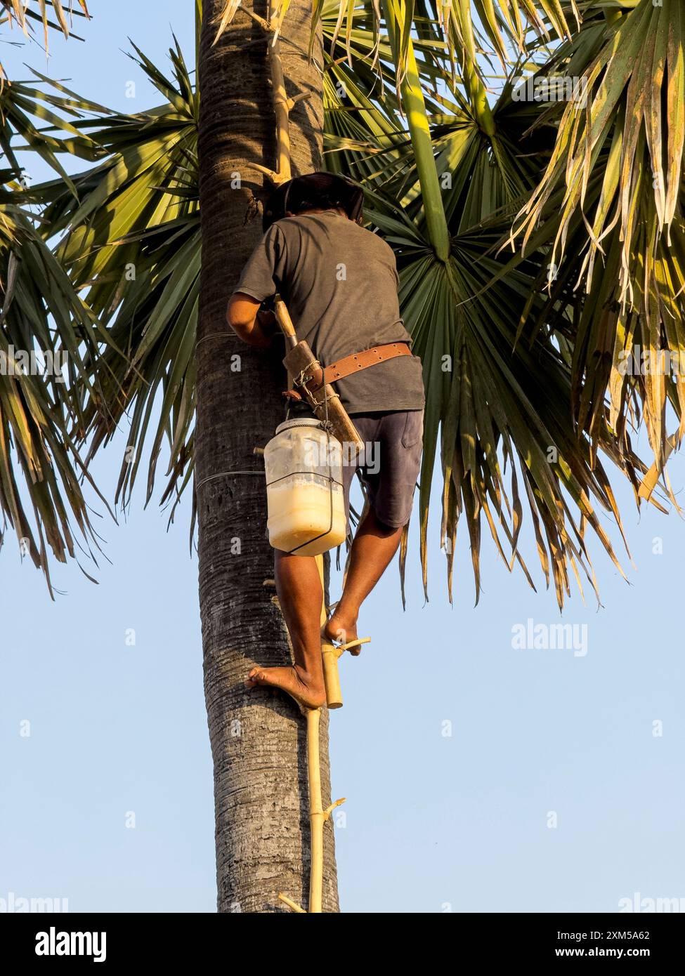 Man climbing tree hi-res stock photography and images - Alamy