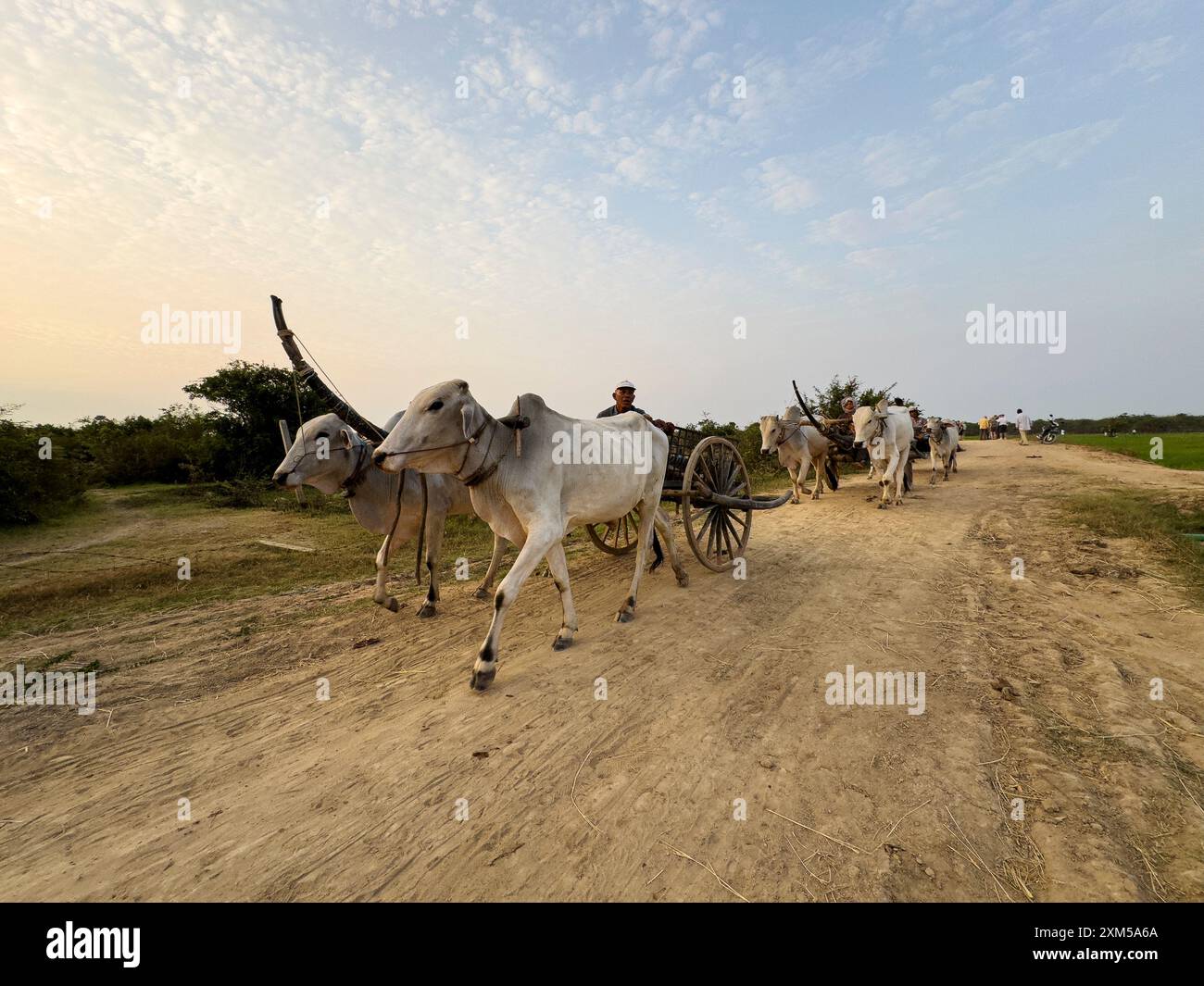 Traditional ox carts with drivers at sunrise in Kampong Tralach ...