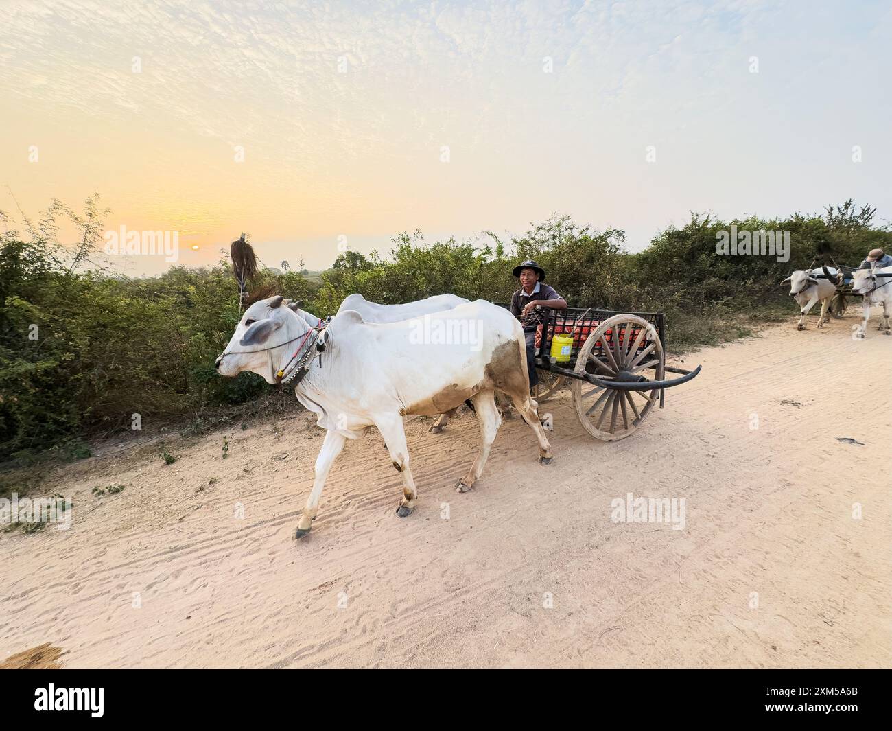 Traditional ox carts with drivers at sunrise in Kampong Tralach ...