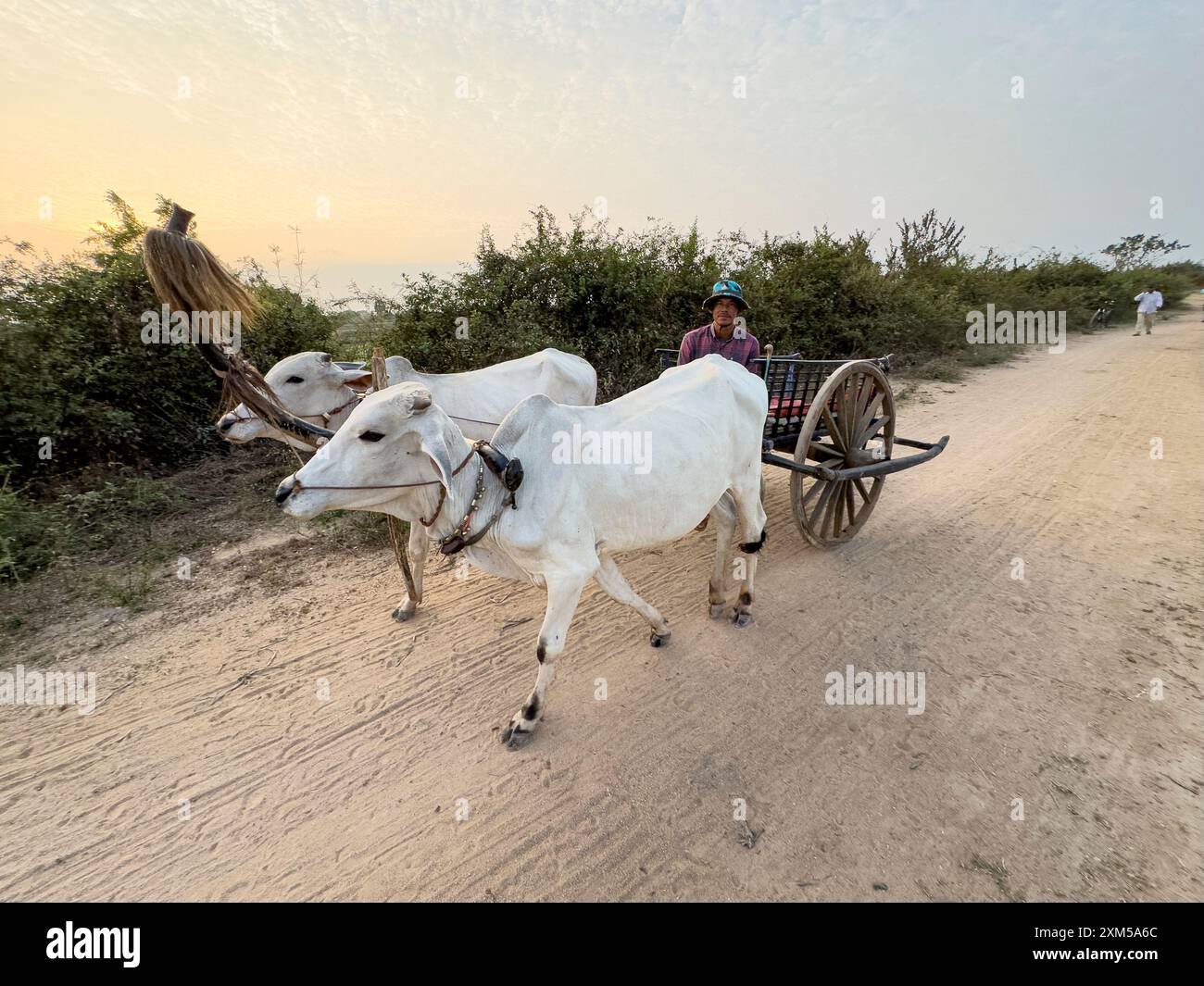 Traditional ox carts with drivers at sunrise in Kampong Tralach ...