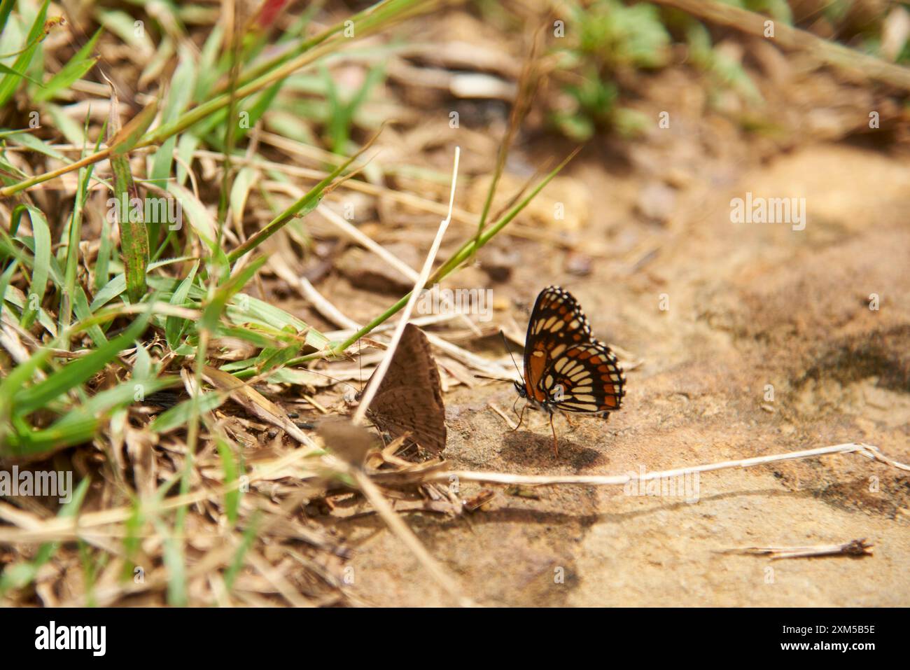 Theona checkerspot, Chlosyne theona, butterfly standing on the ground ...
