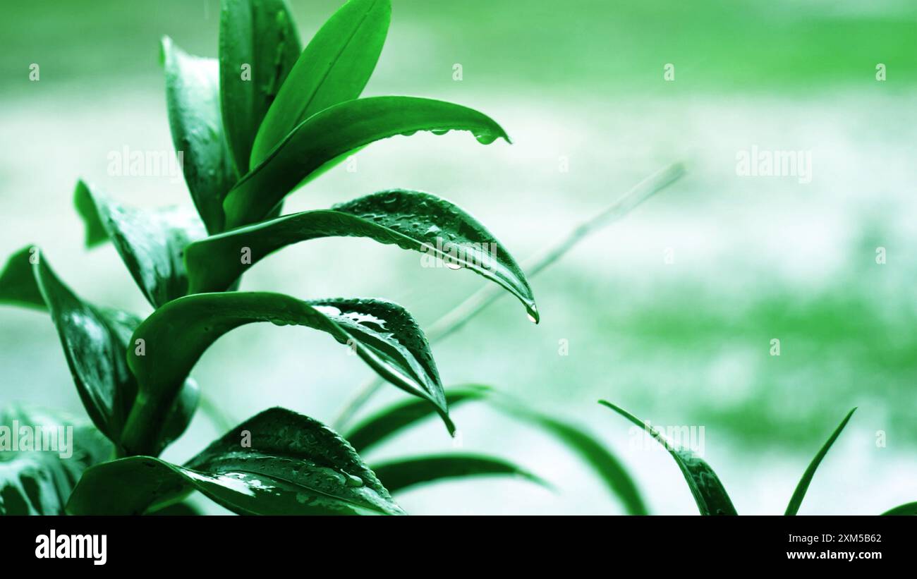 Fresh green leaves of flowers after spring rain shrouded in drops ...