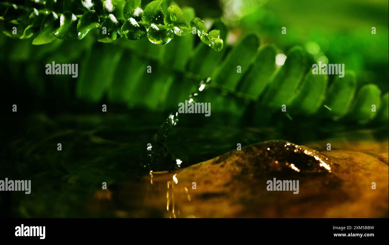Rain Falling On Leaves