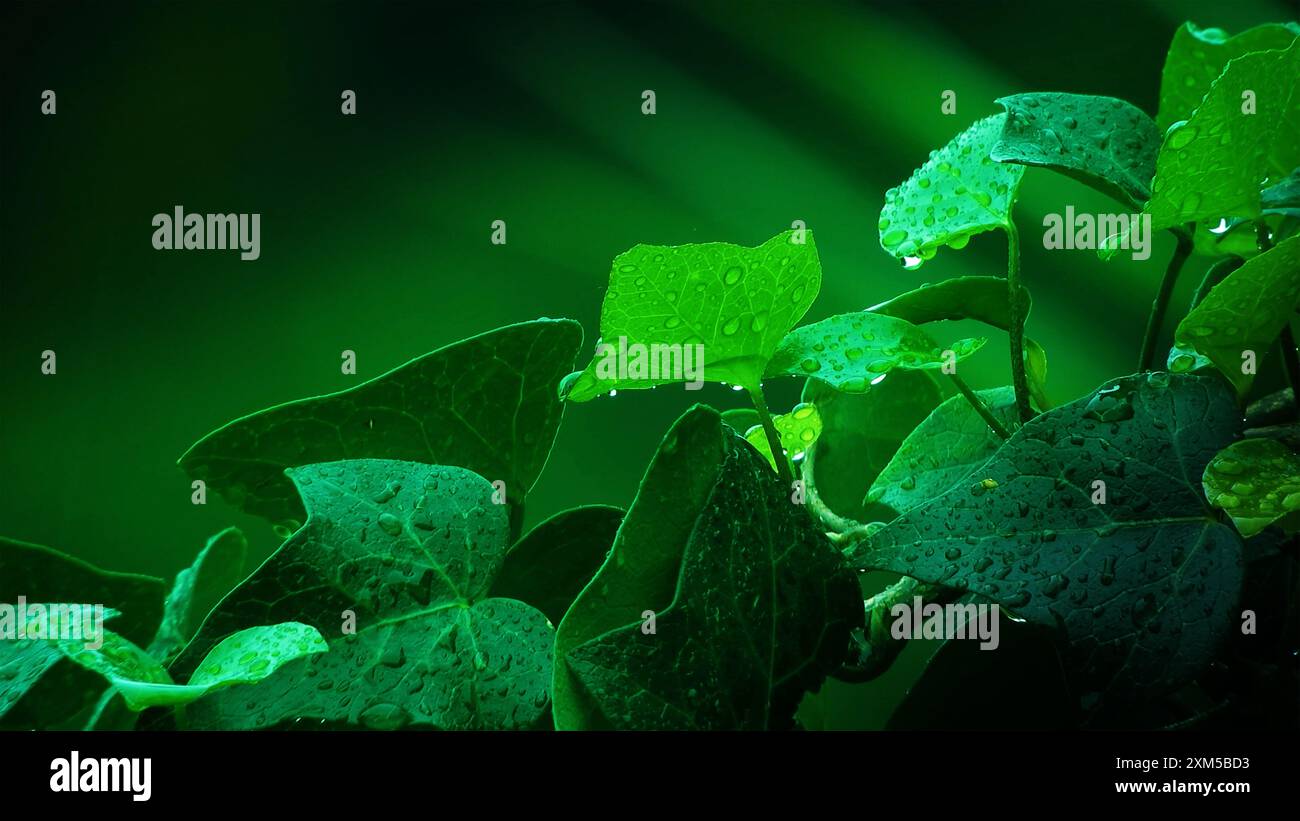 Fresh green leaves of flowers after spring rain shrouded in drops ...