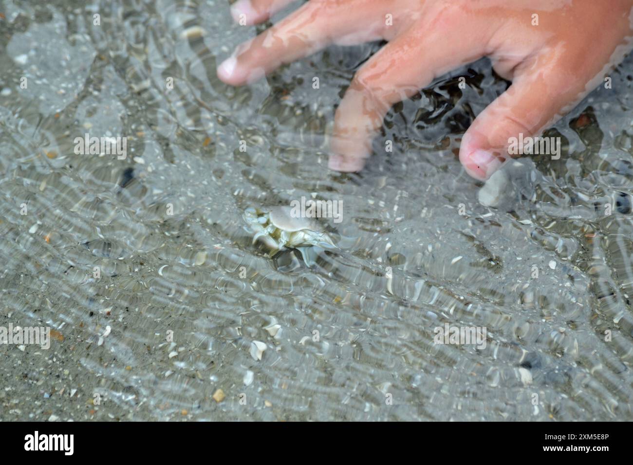 A child gently nudges a Jumbo Sand Flea under the water at the ocean's ...