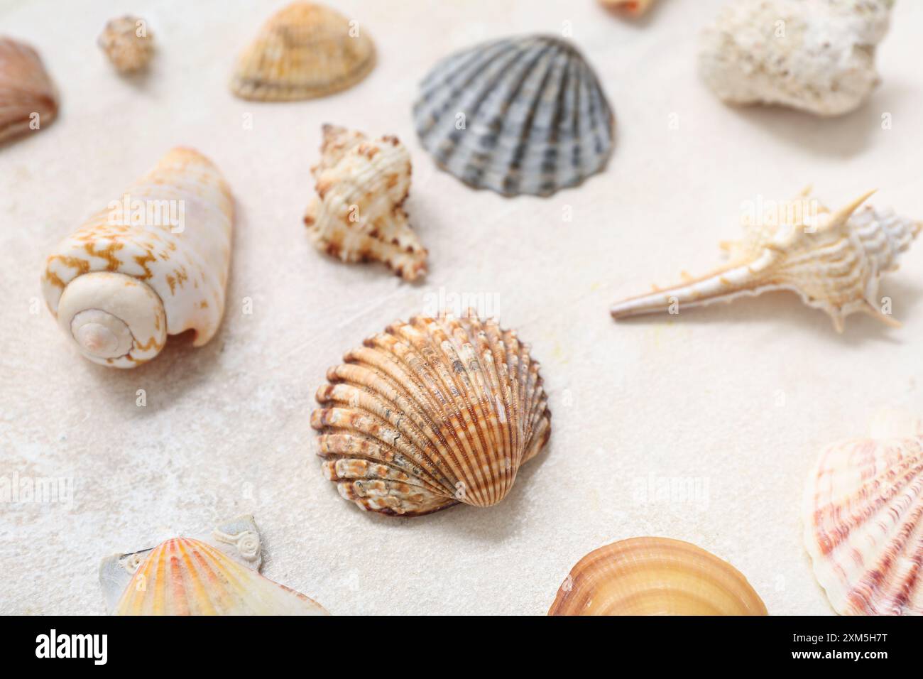 Many different sea shells on white background Stock Photo - Alamy