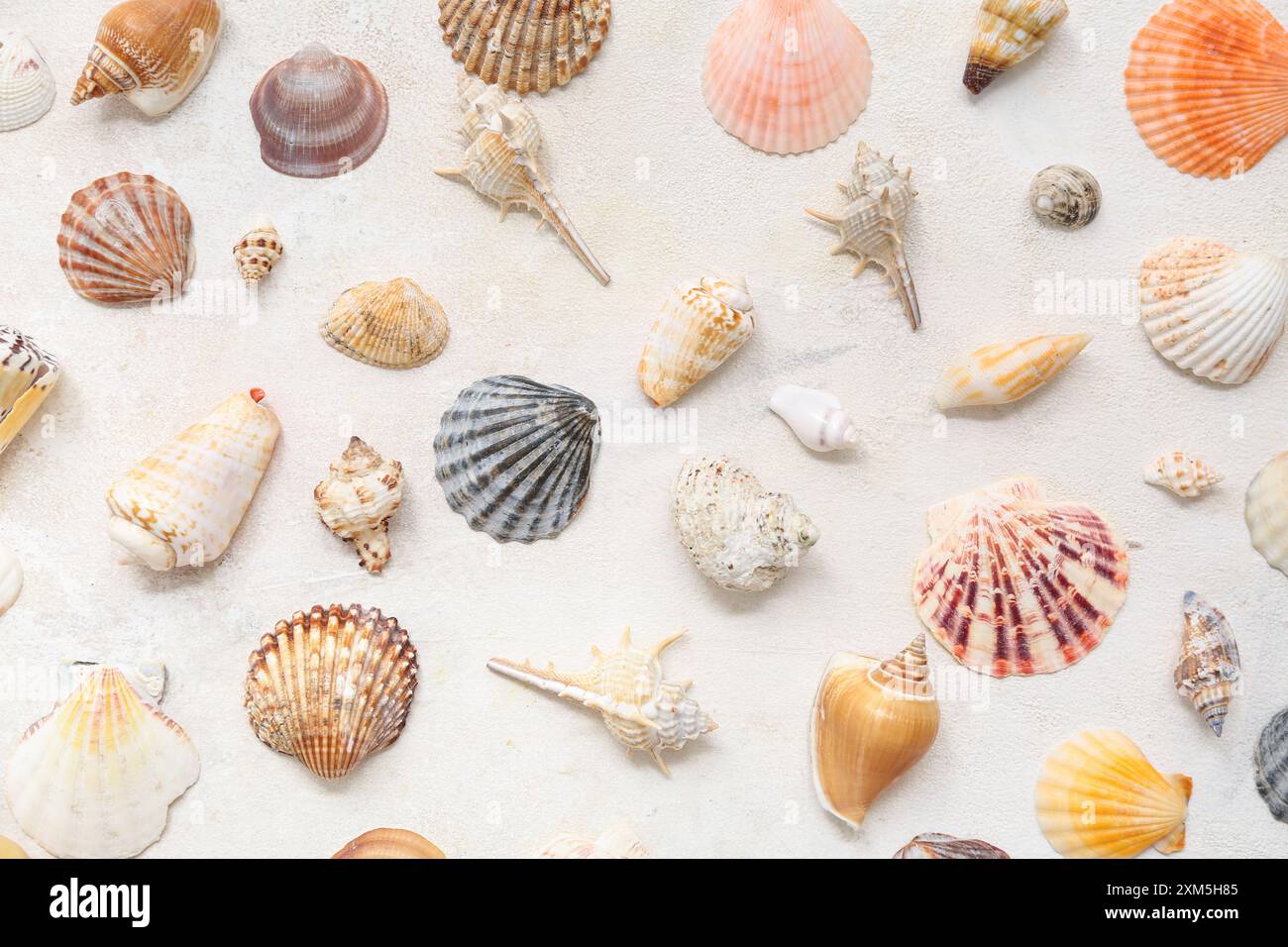 Many different sea shells on white background Stock Photo - Alamy