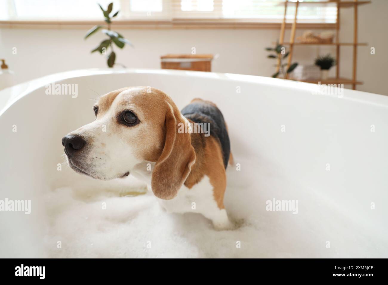 Cute Beagle dog taking bath with soap foam at home Stock Photo - Alamy