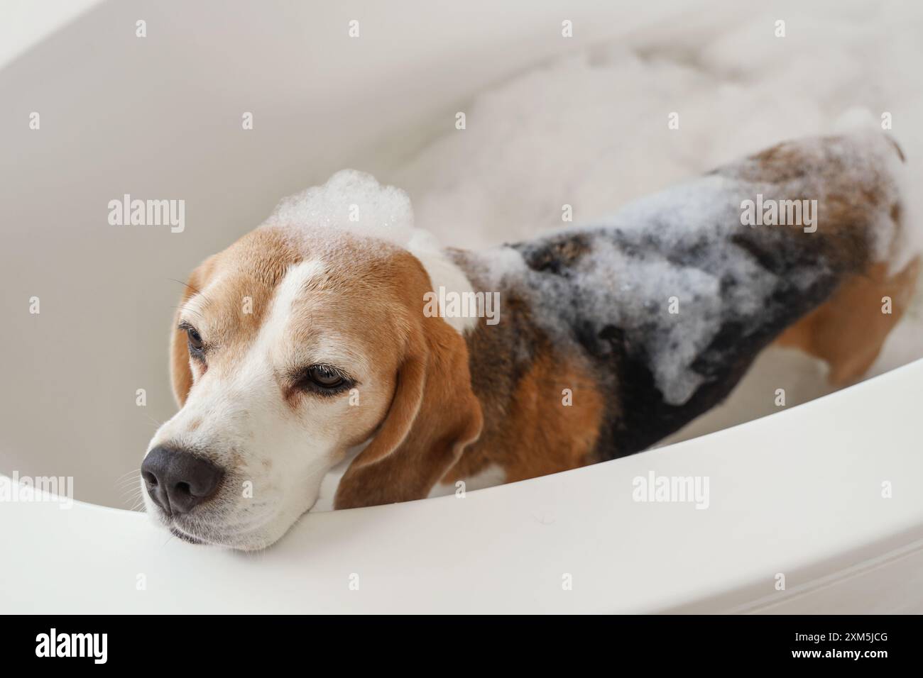 Cute Beagle dog taking bath with soap foam at home Stock Photo - Alamy