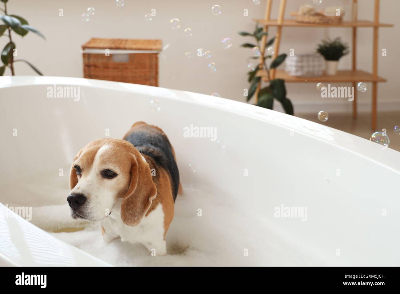 Cute Beagle dog taking bath with soap foam and bubbles at home Stock ...