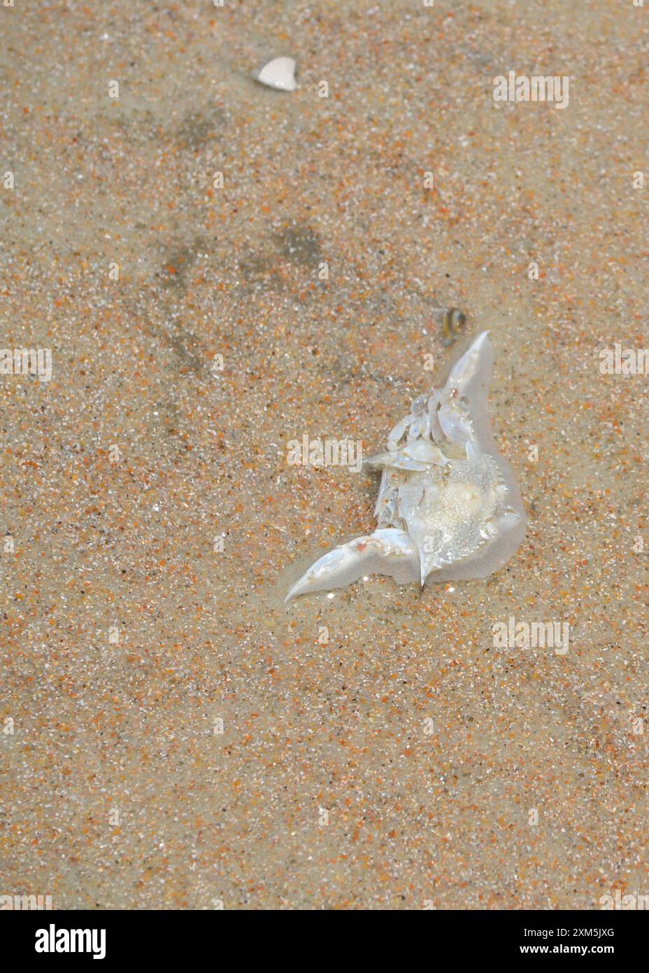 A tiny crab, encircled by white bubbles, lost its life at the water's ...