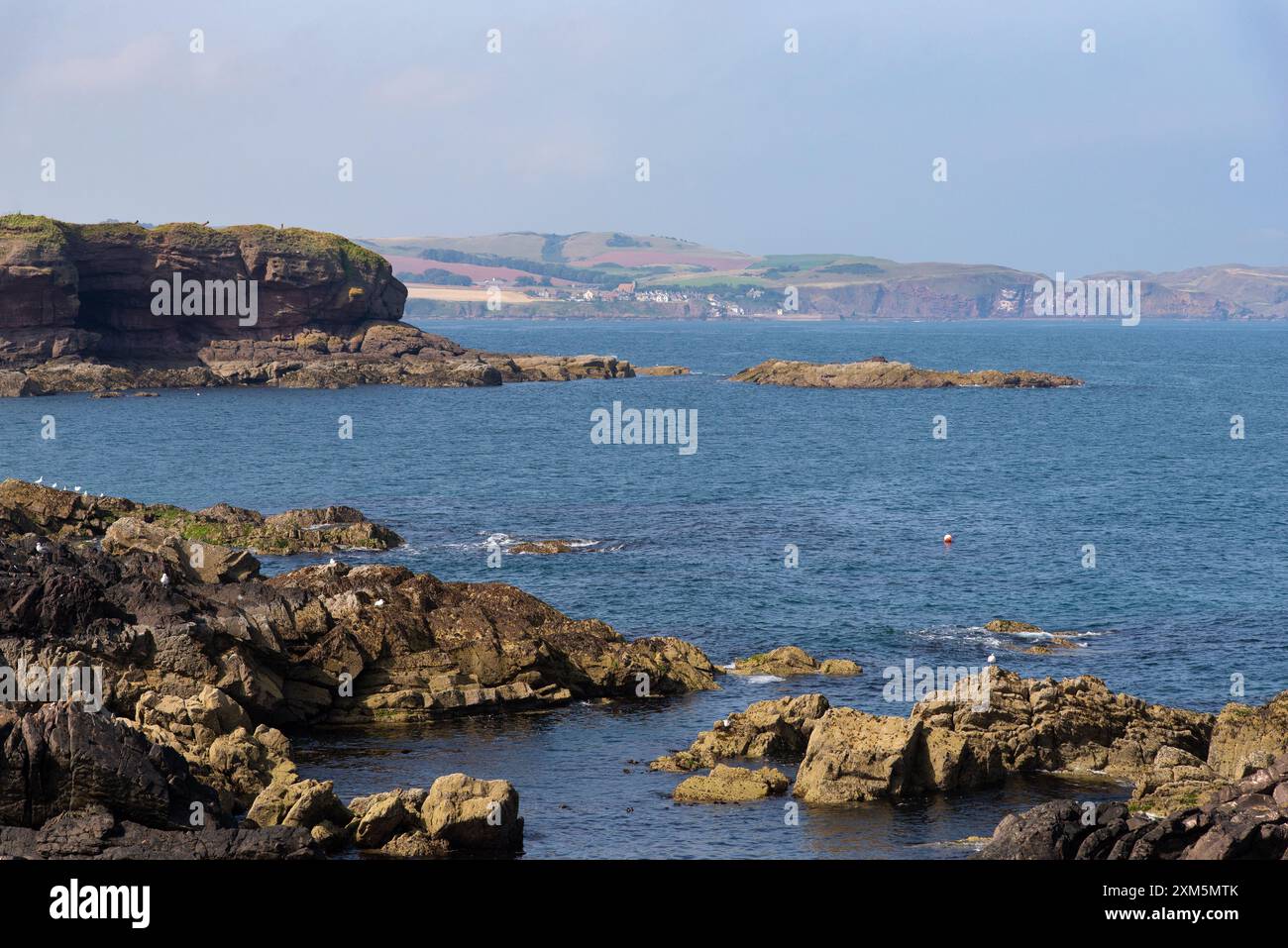 The rocky coast and cliffs of Eyemouth on the east coast of Scotland ...