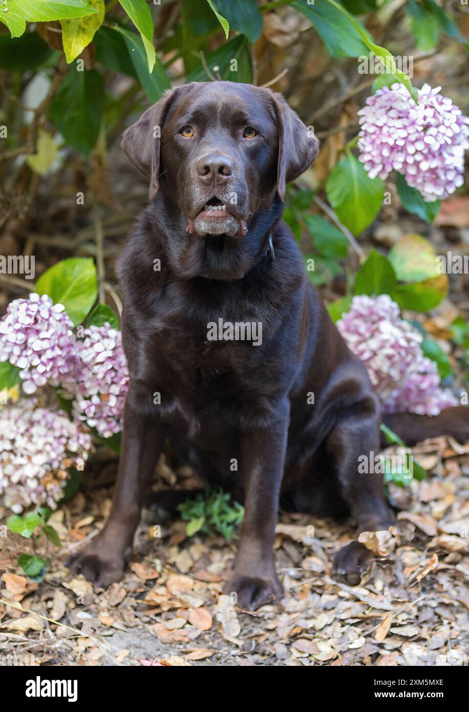 3.5-Years-Old Chocolate Labrador Retriever Male. Backyard in Northern ...