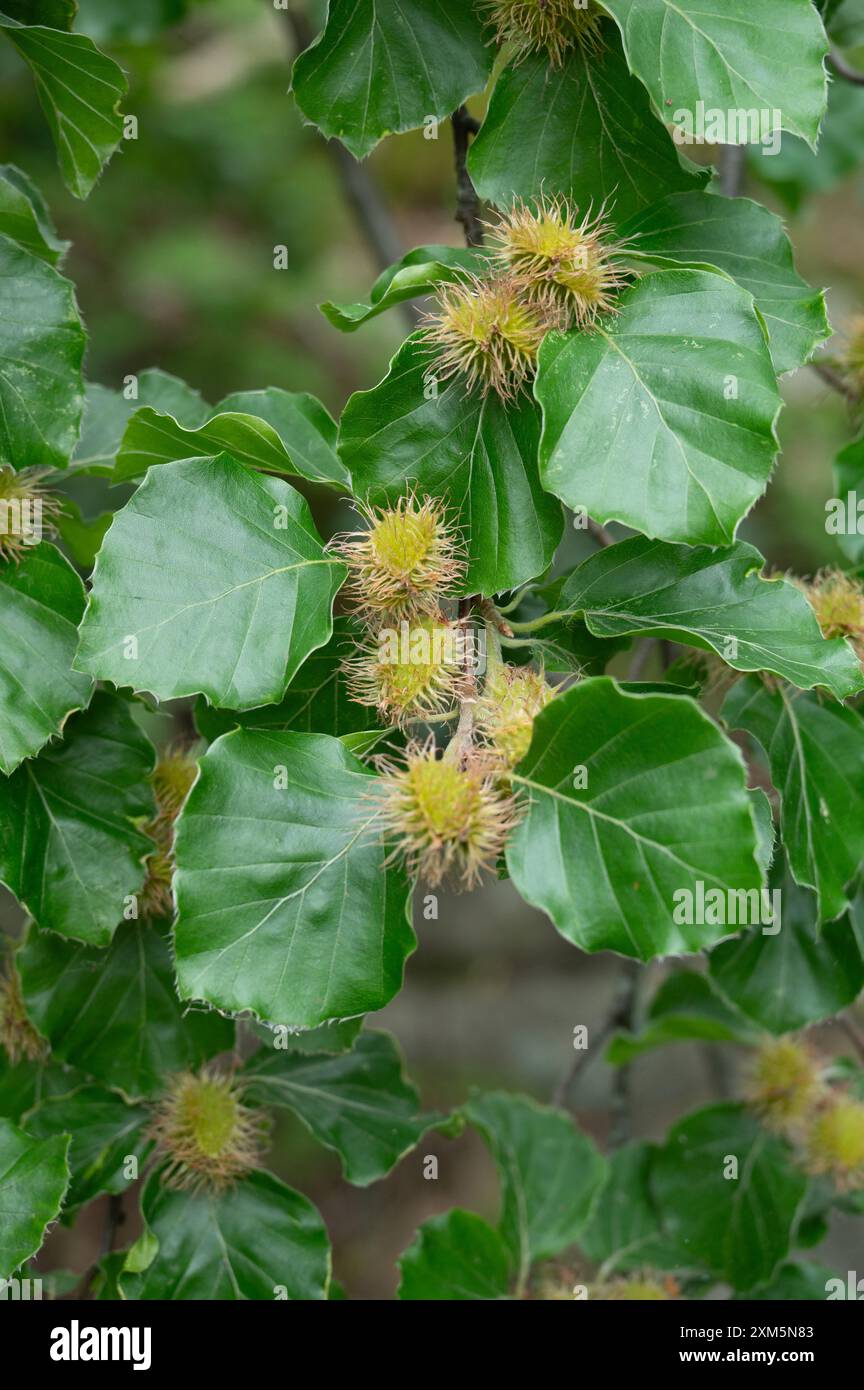 Beech tree fruit hi-res stock photography and images - Alamy