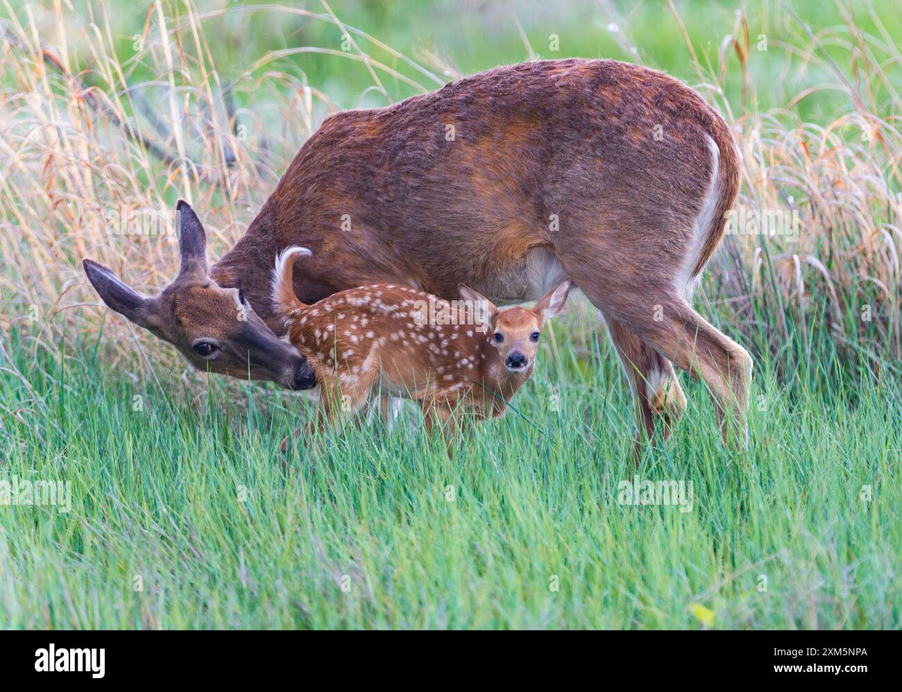 A White-tailed deer fawn looks ahead as its Mom continues to clean and ...